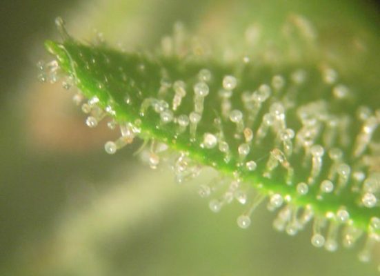 Qué Son Los Tricomas Comocultivo