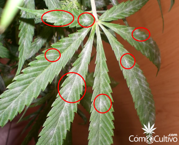 ¿Cómo detectar y prevenir un hongo en la marihuana? (Oídios)