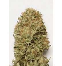 Blue Dream Auto - 3 semillas [Humboldt Seeds]