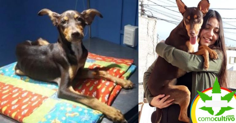 Cannabis Medicinal mejoró la vida de un perro con Distemper y Epilepsia